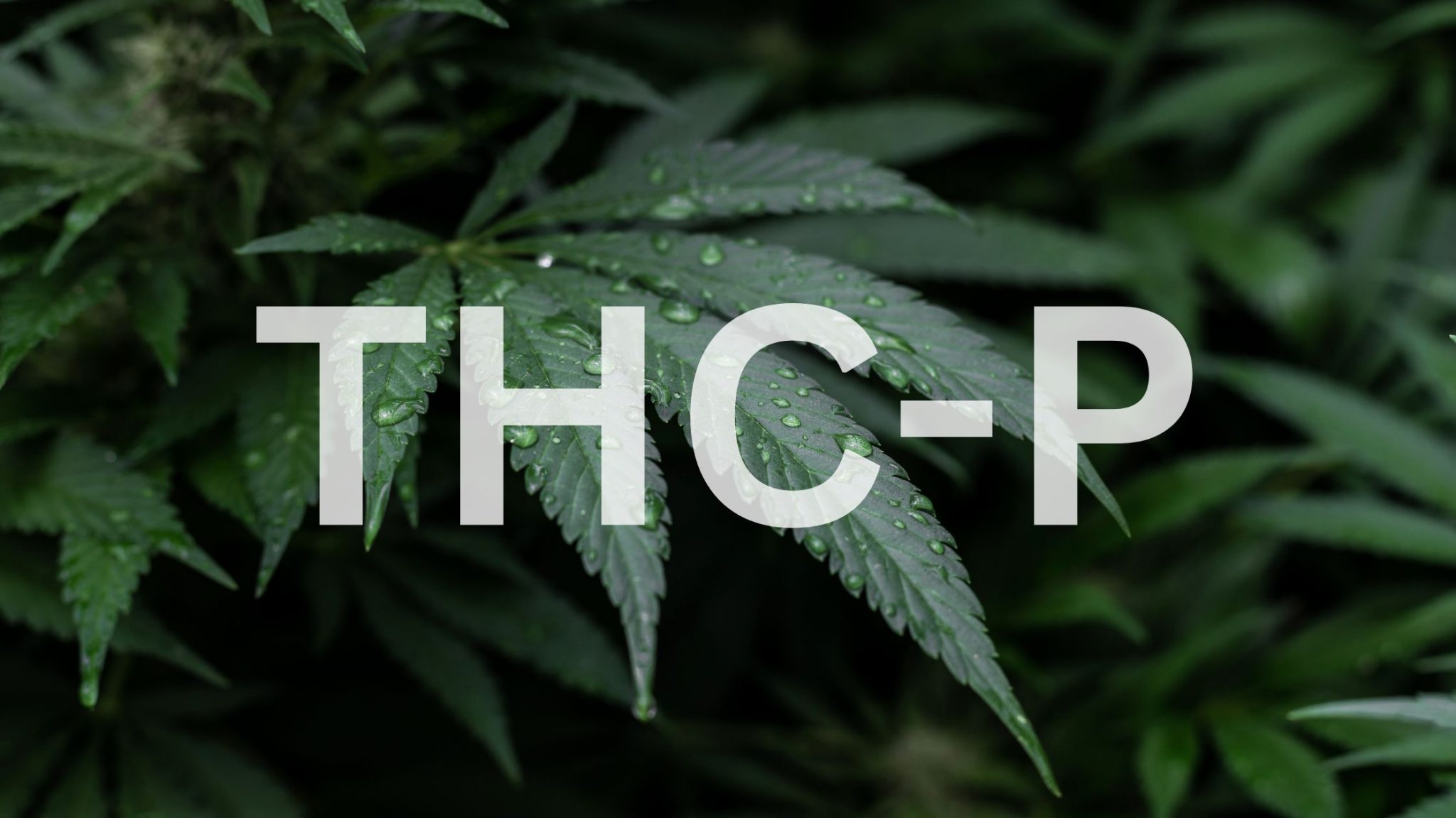 THCP Vs. THCA: Exploring The Difference Between These Cannabinoids - Slyng