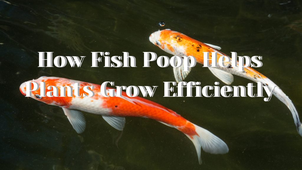 How Fish Poop Helps Plants Grow Efficiently - Slyng